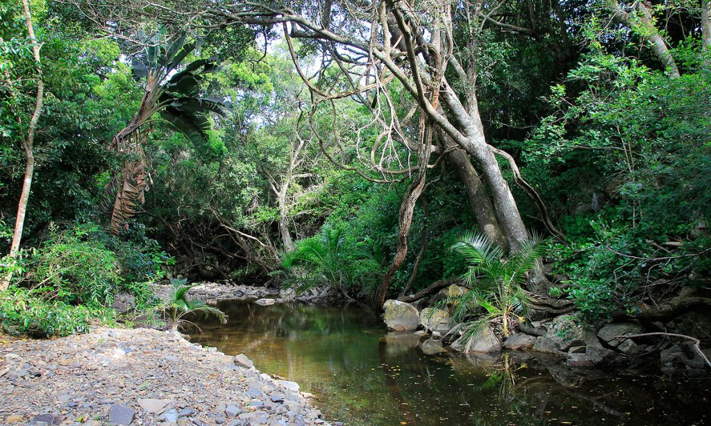 Yellowwood Forest - Morgan Bay Tourism