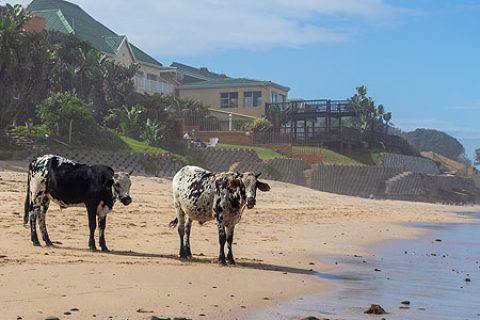 Play - Morgan Bay Tourism